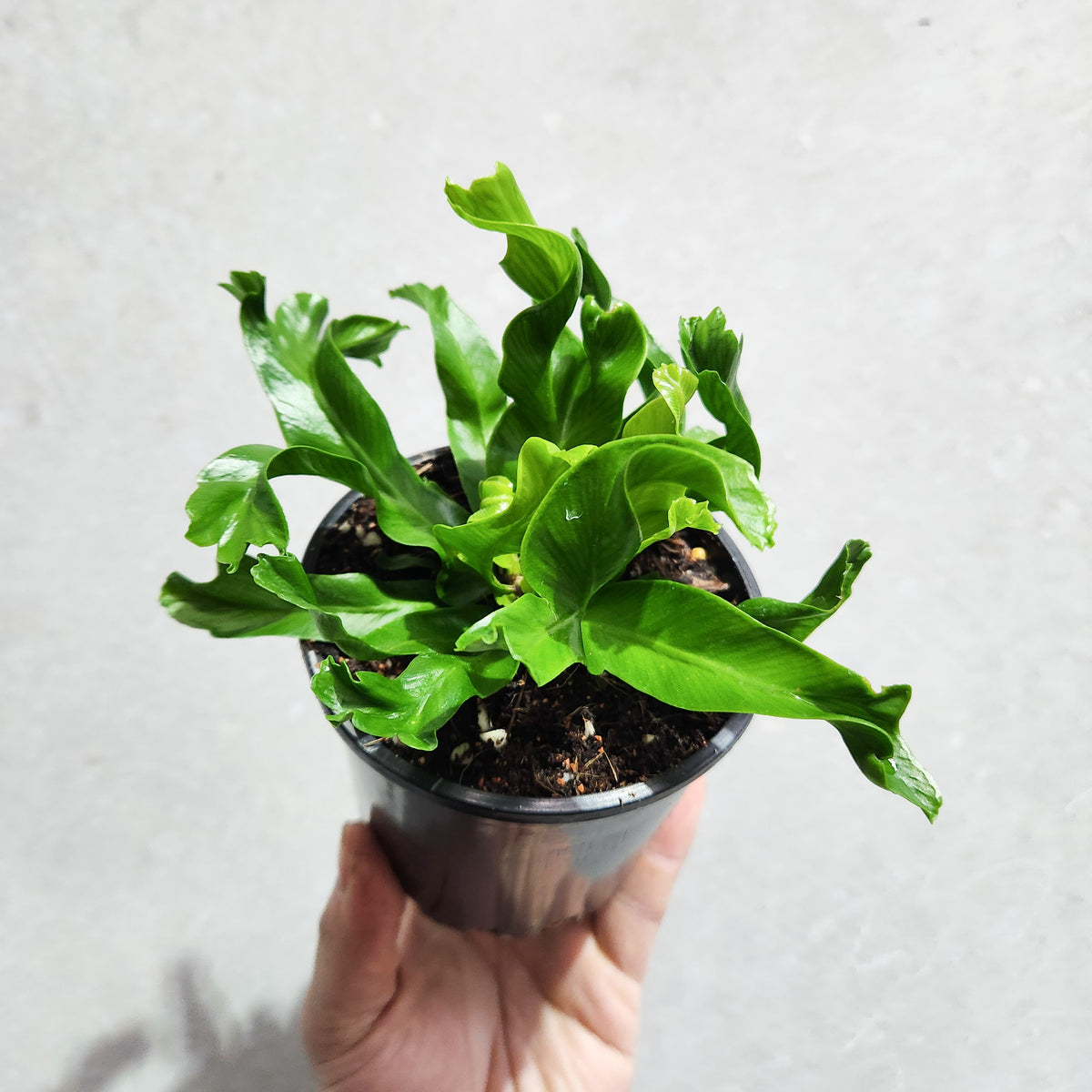 Asplenium Leslie - Bird's Nest Fern - 100mm – Cheeky Plant Co.