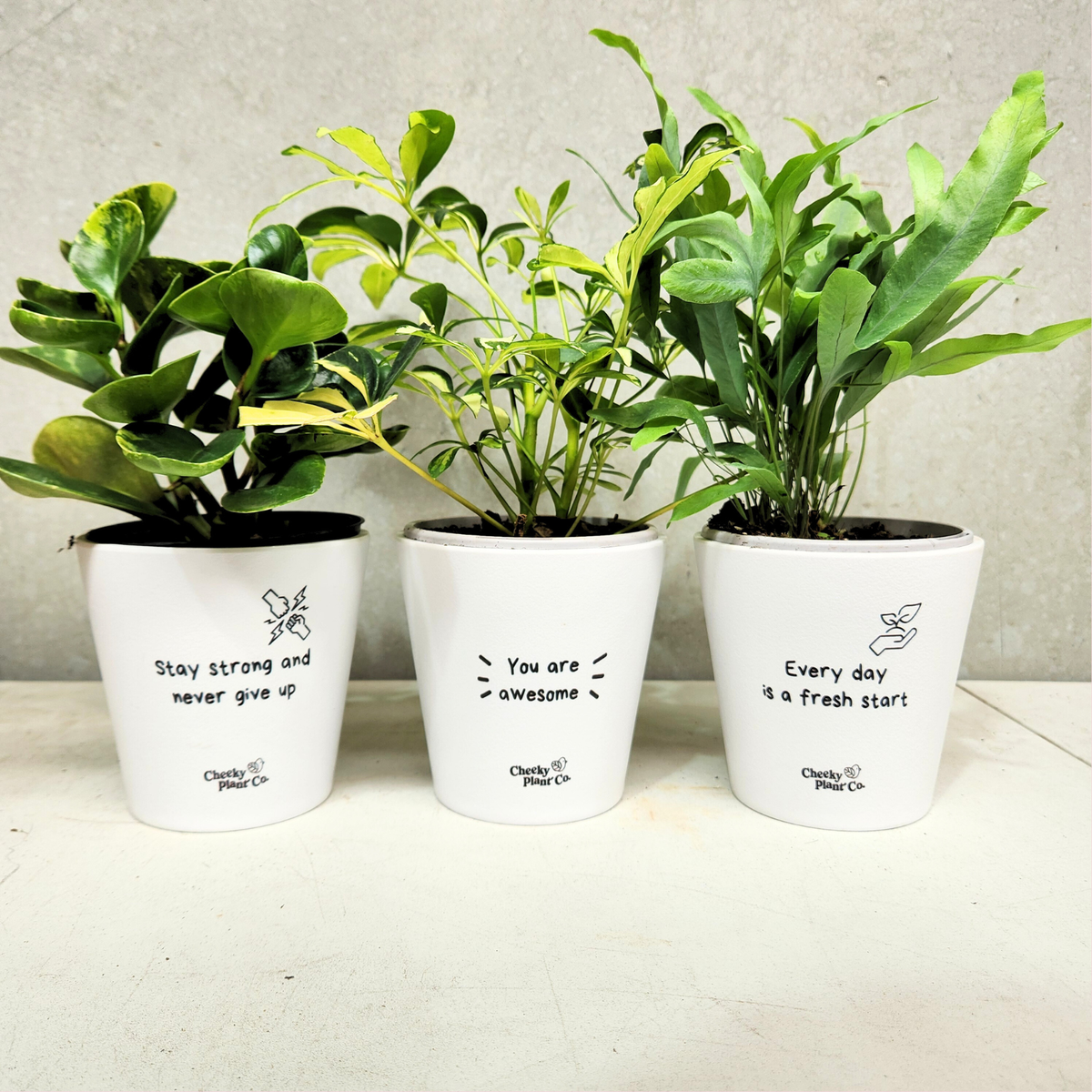 Trio Plants in Positive Pots | Same Day Plant Gift Delivery Sydney ...