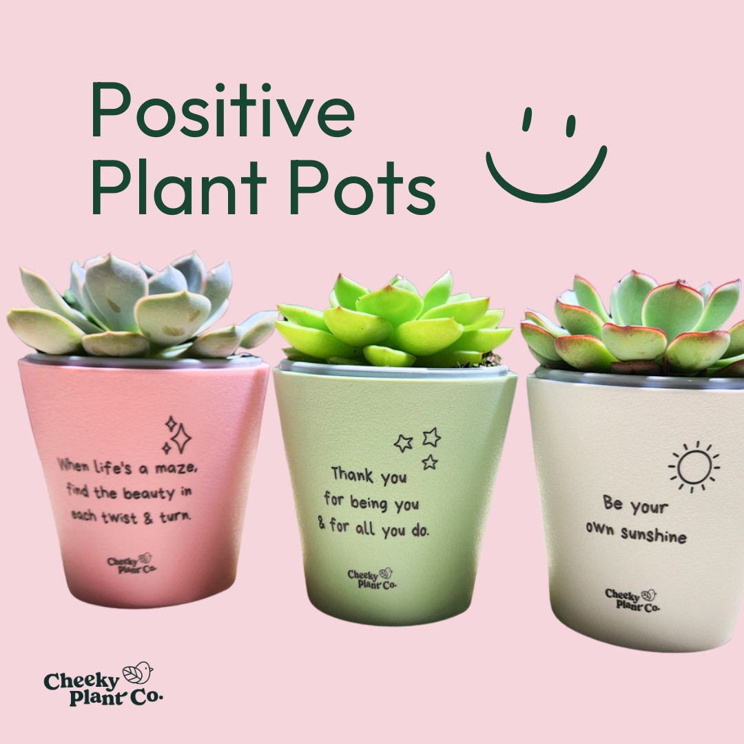 Trio Pack - Positive - Cheeky Plant Co. Pots - 11cmD x 11cmH