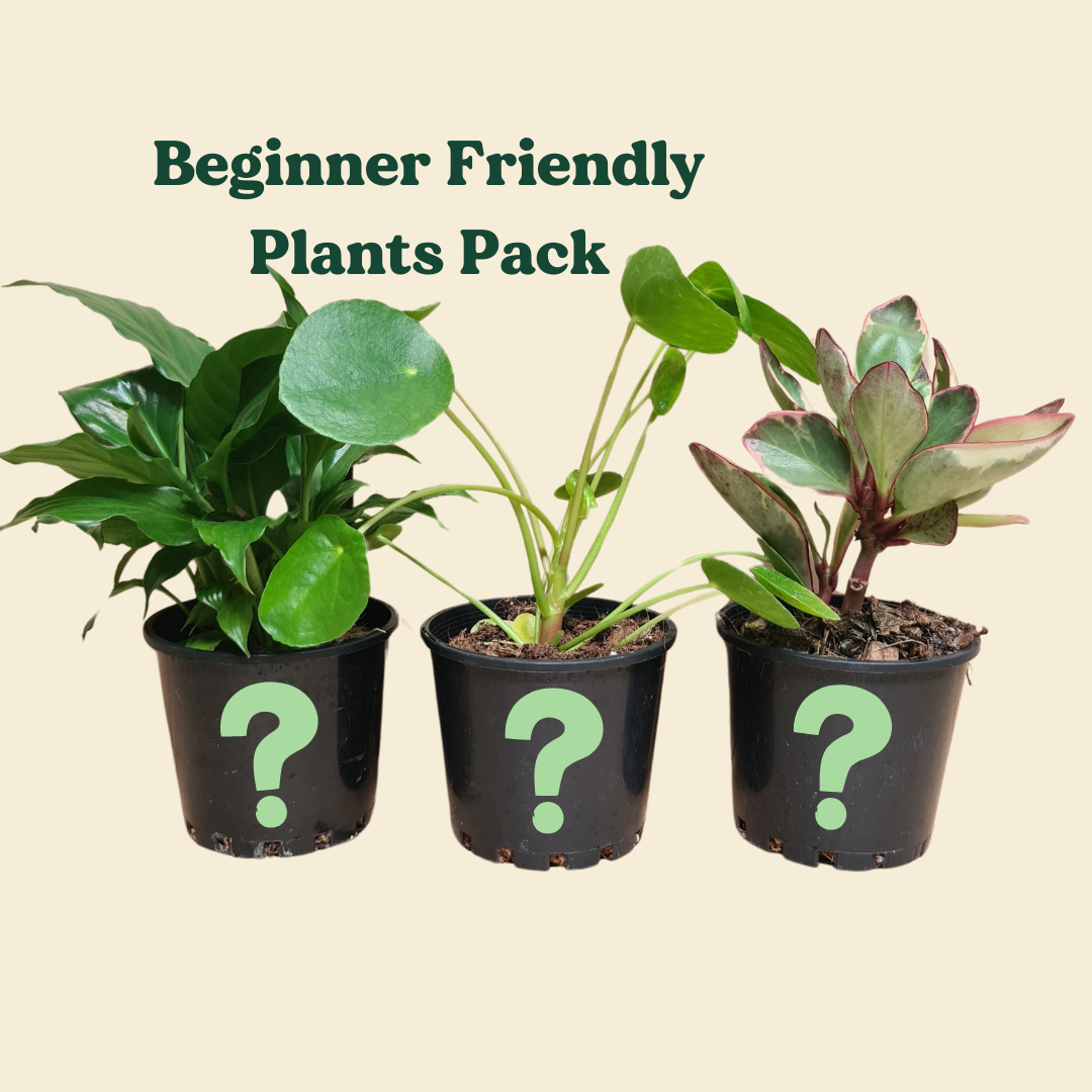 Beginner Friendly Plants Pack | Low Maintenance Indoor Plants Online ...
