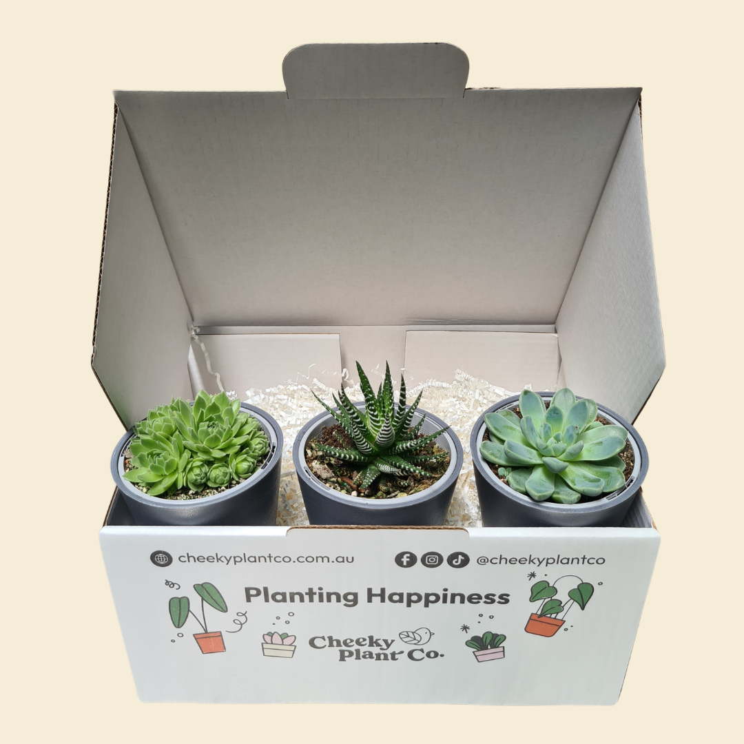 Assorted Potted Succulent Trio | Plants in a Box Delivery – Cheeky ...