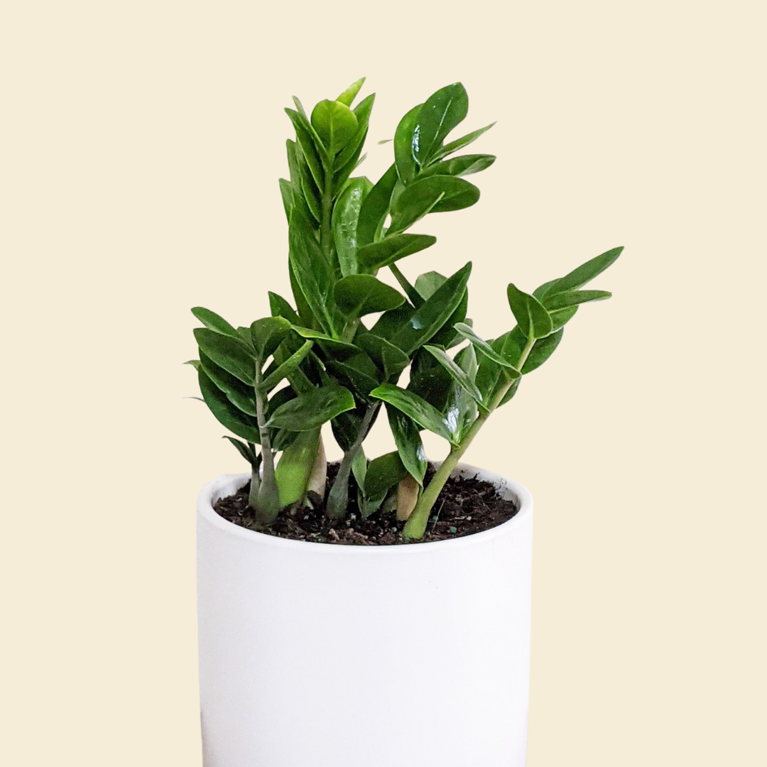 ZZ Plant - 180mm Pot | Same Day Delivery Sydney | Plants Online ...