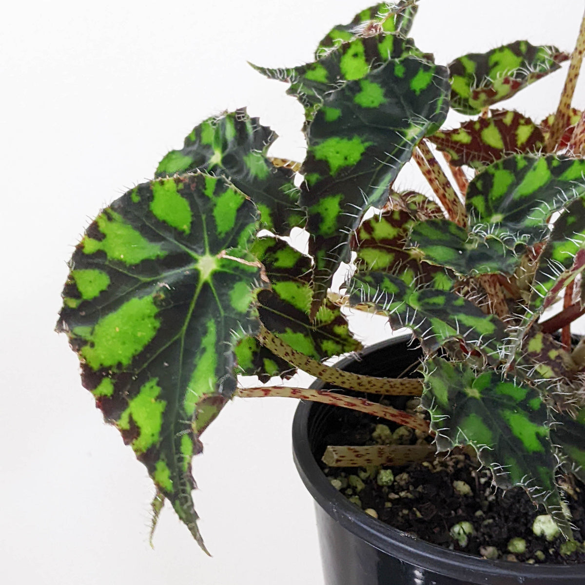 Begonia Rex Tiger Paws - 100mm – Cheeky Plant Co.