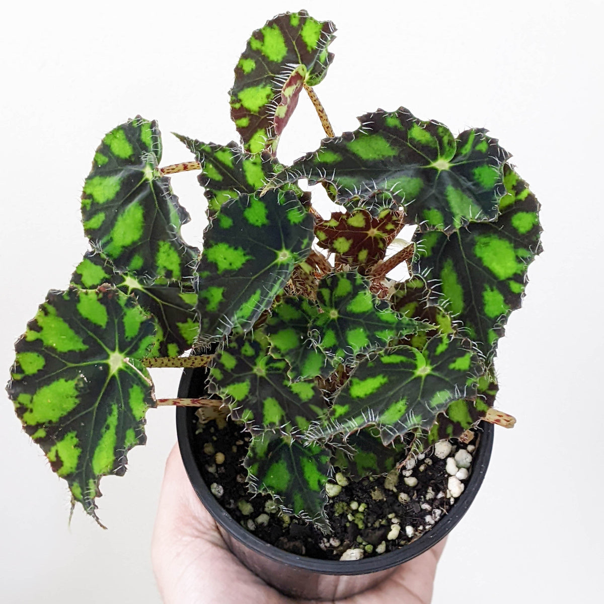 Begonia Rex Tiger Paws - 100mm – Cheeky Plant Co.