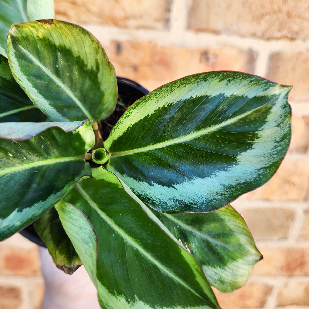 Calathea Maria - 100mm – Cheeky Plant Co.