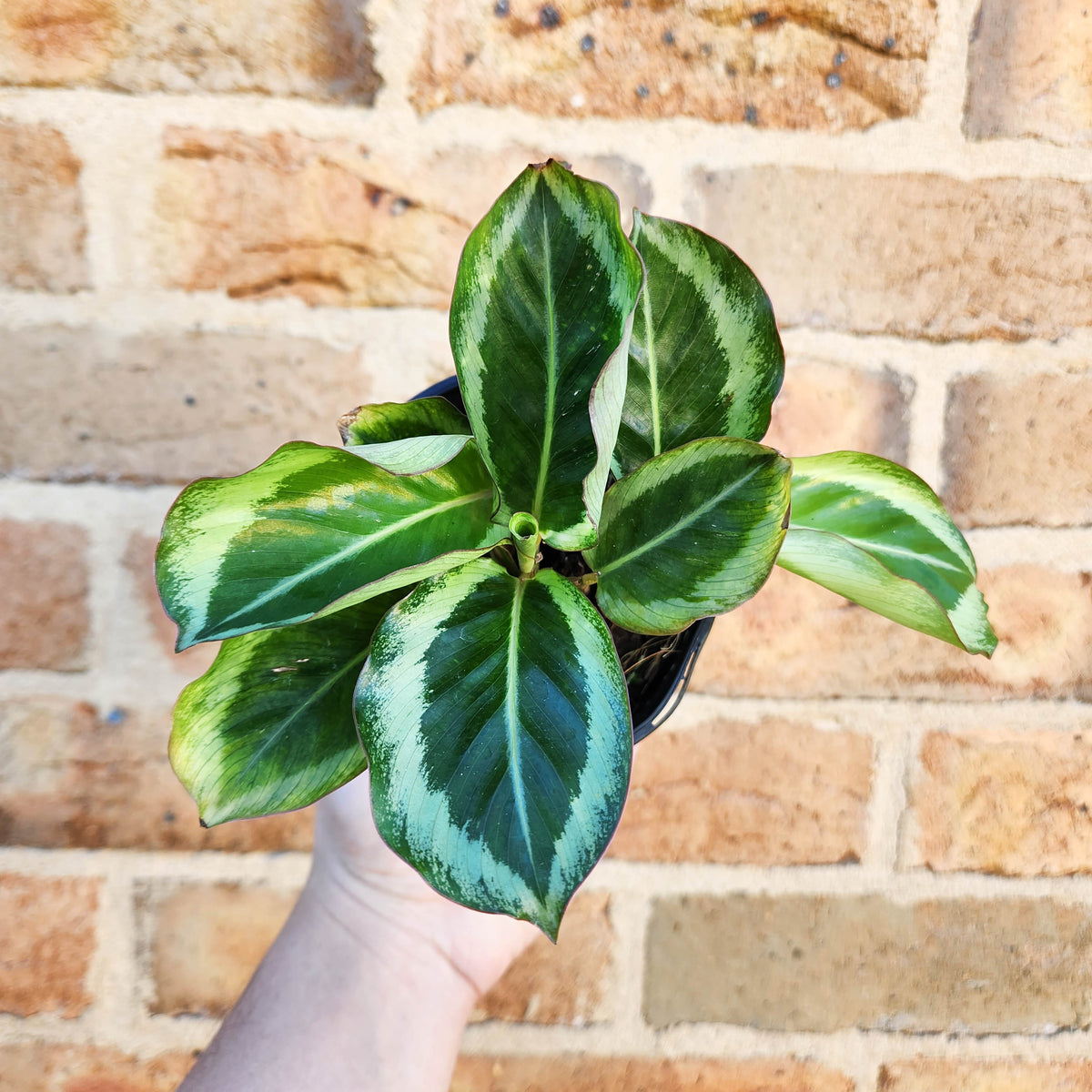 Calathea Maria - 100mm – Cheeky Plant Co.