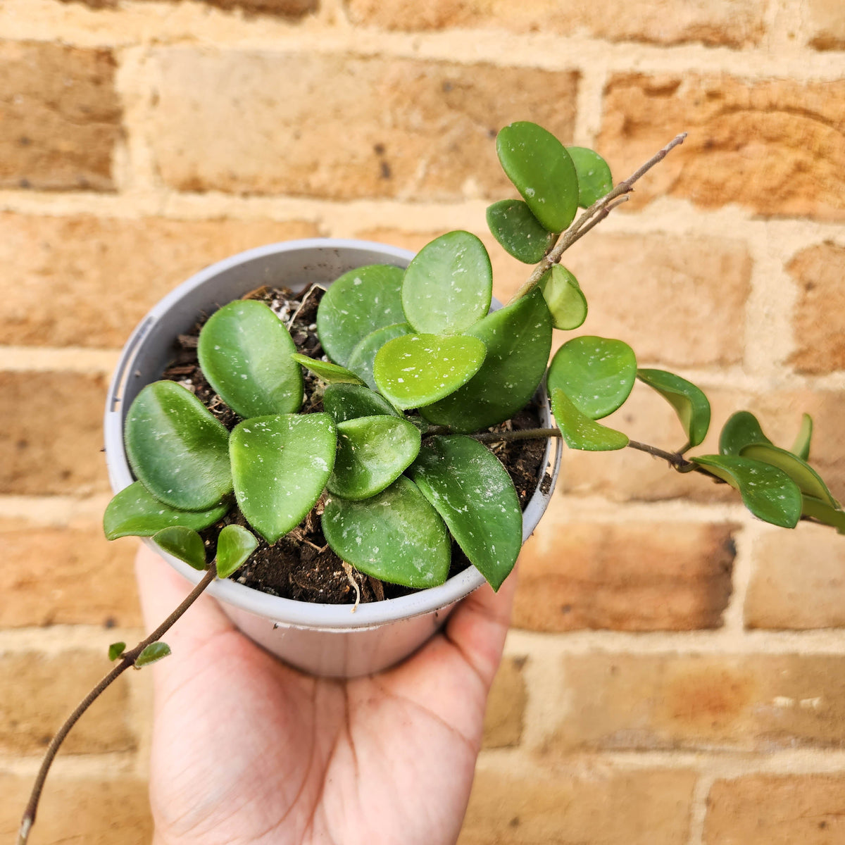 Hoya Mathilde - 105mm – Cheeky Plant Co.