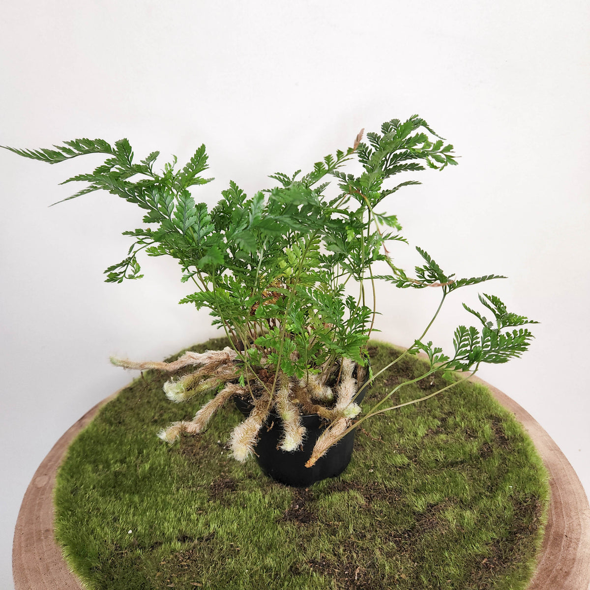 Humata Tyermanii / White Rabbit's Foot Fern - 90mm – Cheeky Plant Co.