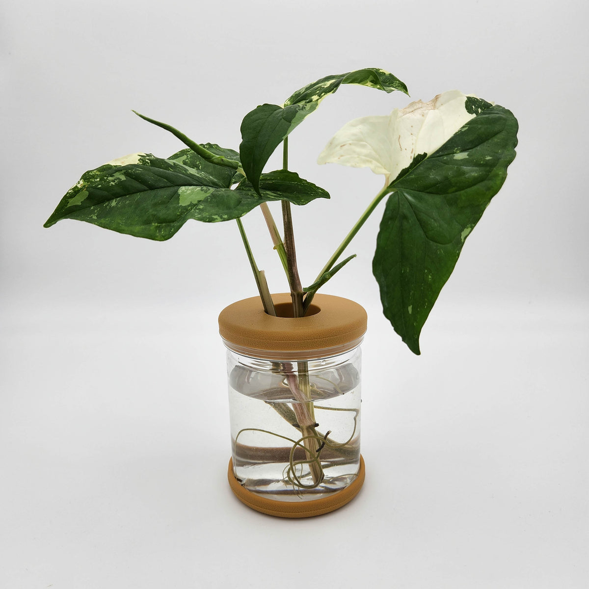 Hydro Plant Pot Vase / Indoor Plant Propagation Vase - 12.8x9cm | Plant ...