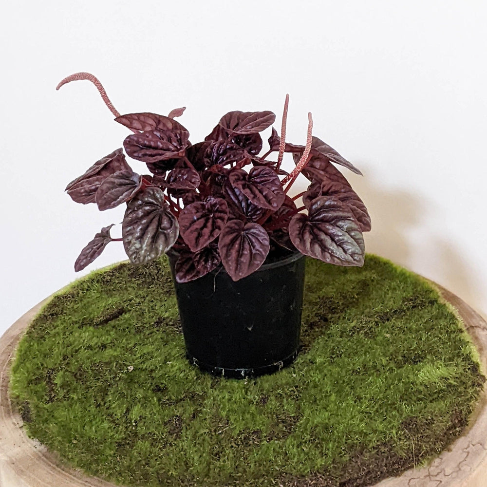 Peperomia caperata Ruby Ripple - 105mm – Cheeky Plant Co.