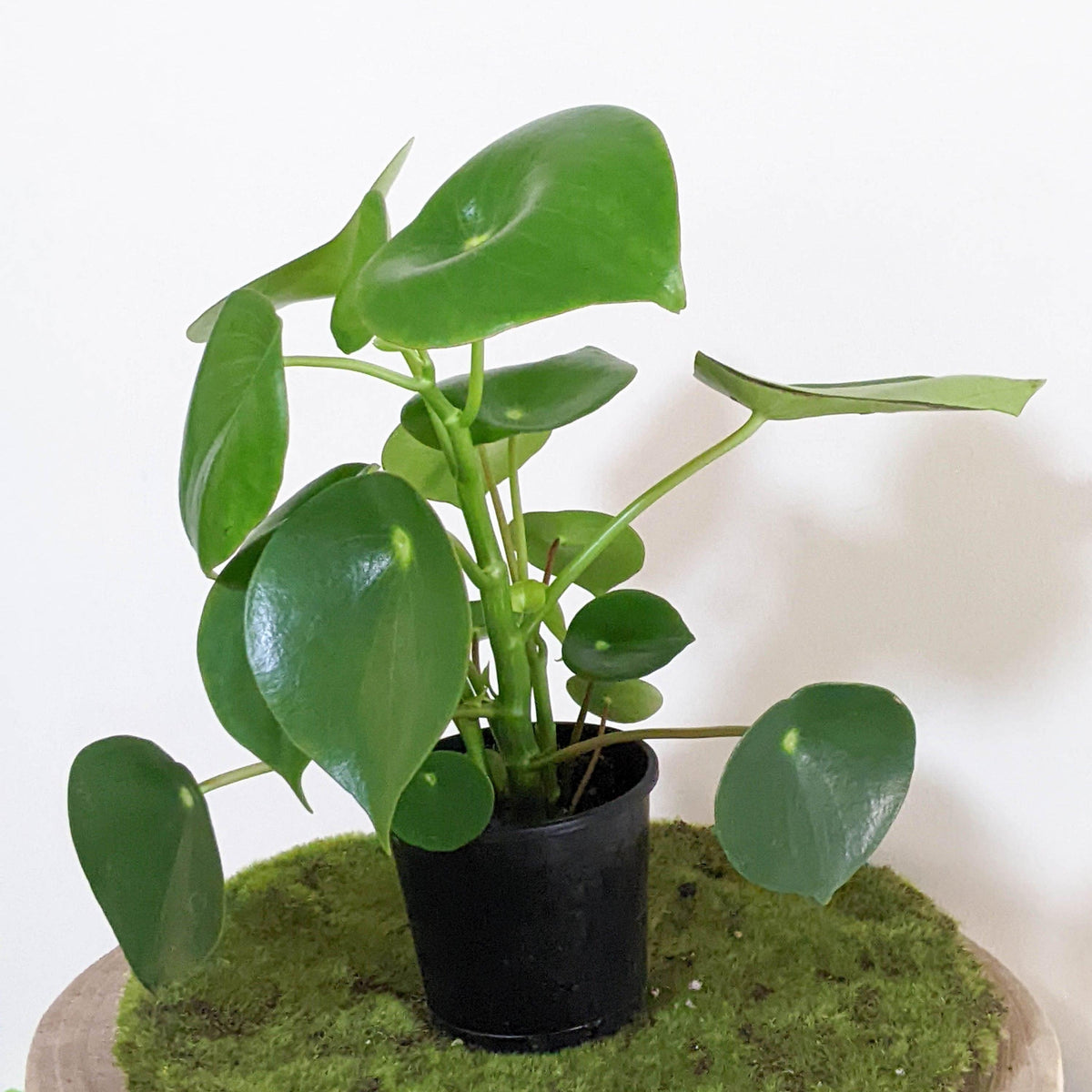 Peperomia polybotrya 'Tear Drop Peperomia' - 100mm – Cheeky Plant Co.