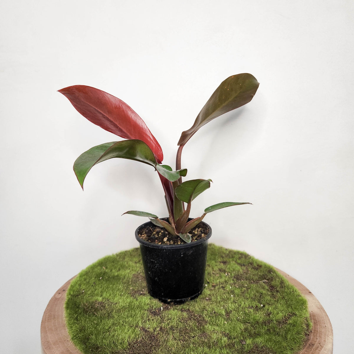 Philodendron Red Sun - 100mm – Cheeky Plant Co.
