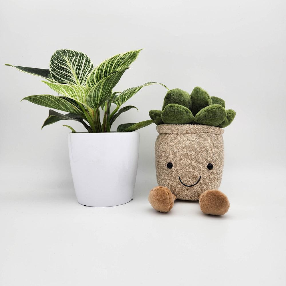 Potted Plant and Plant Plushie Gift - 120mm - Sydney Same Day Delivery ...