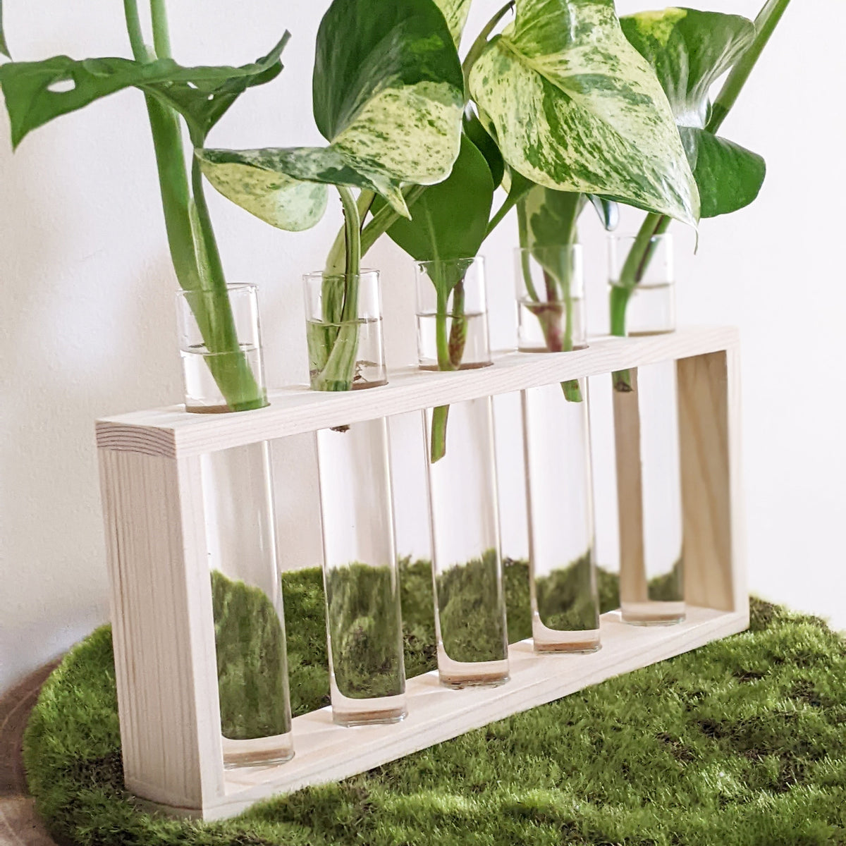 Plant Propagation Station - 5 Glass Propagation Tubes | Propagation ...
