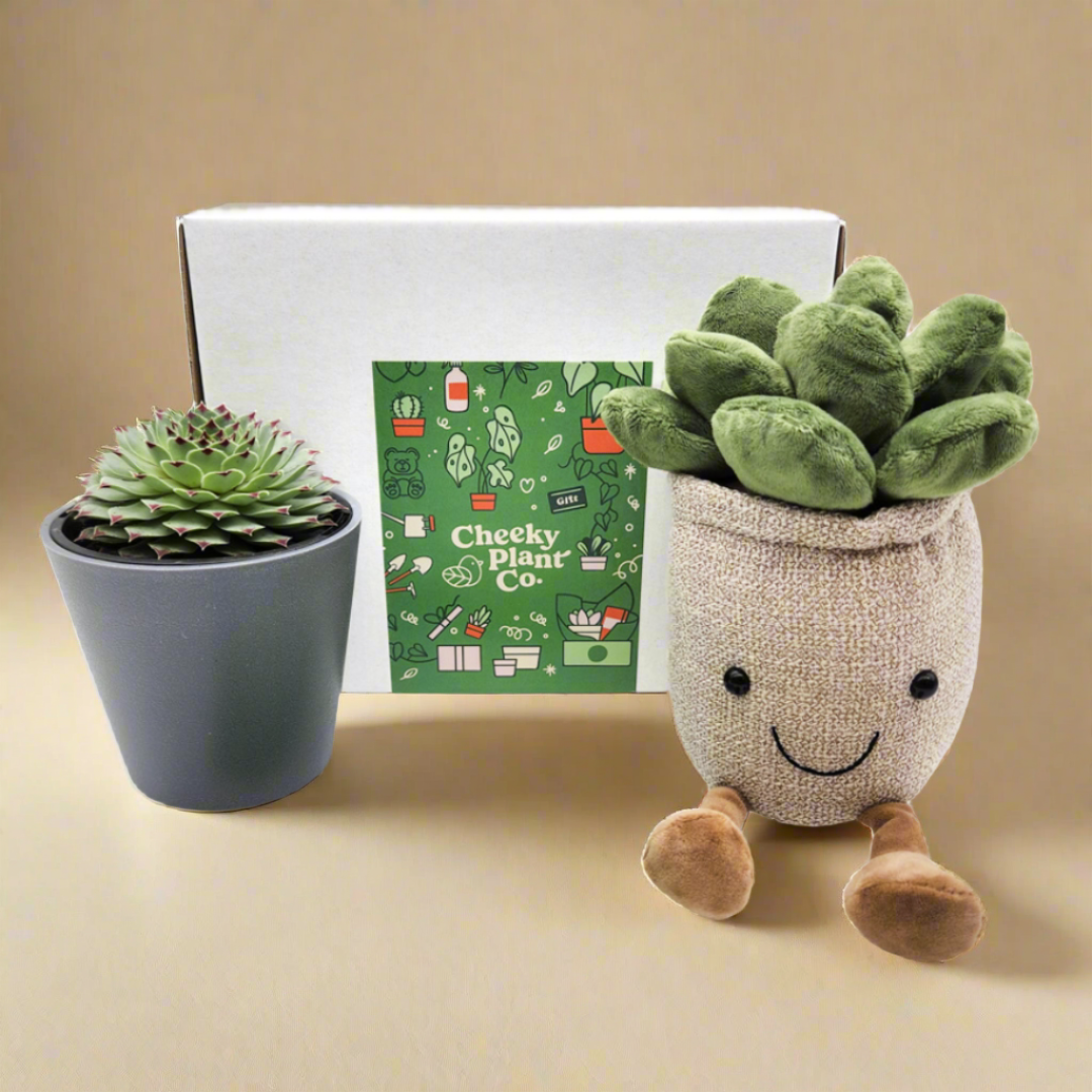 Cheeky Plant Plushie & Succulent Gift Box – Cheeky Plant Co.