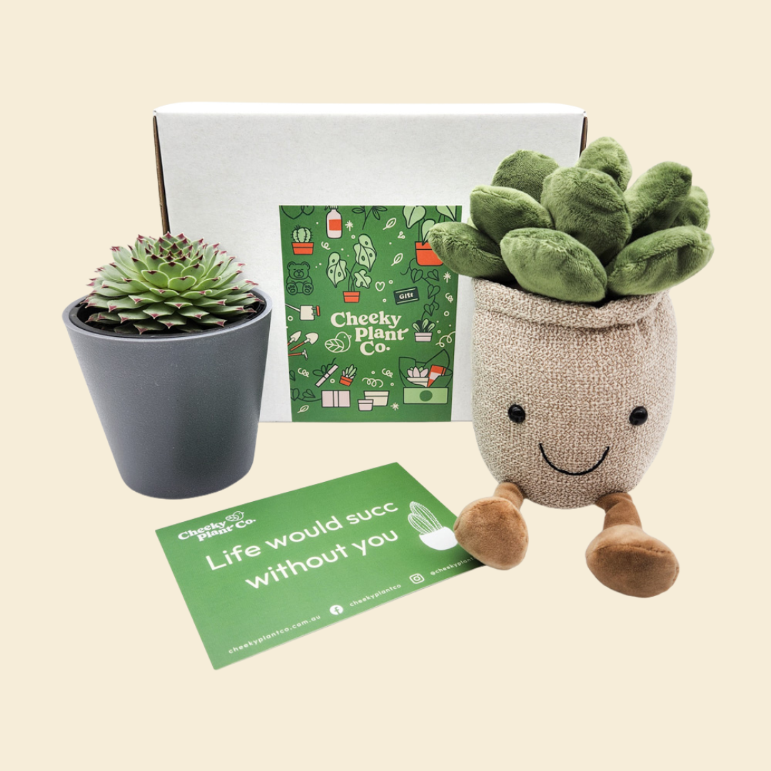 Cheeky Plant Plushie & Succulent Gift Box – Cheeky Plant Co.