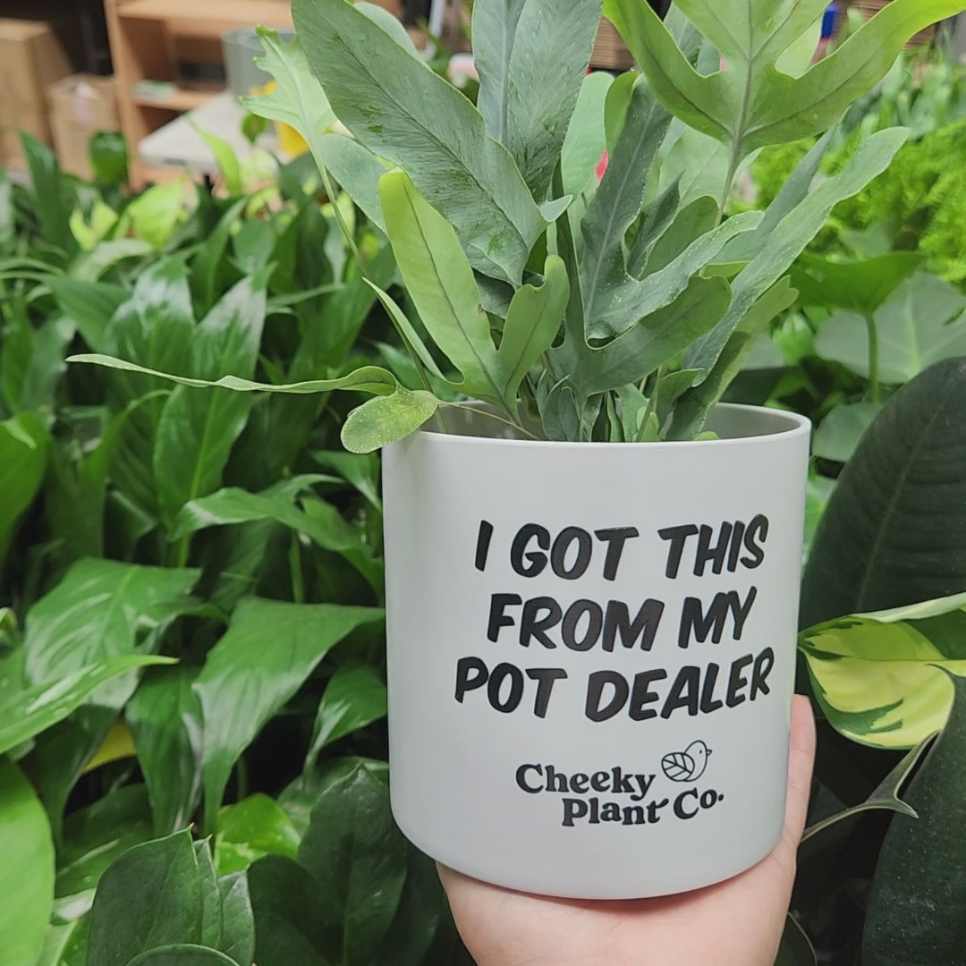 I Got This From My Pot Dealer | Funny & Quirky Plant Pots – Cheeky ...
