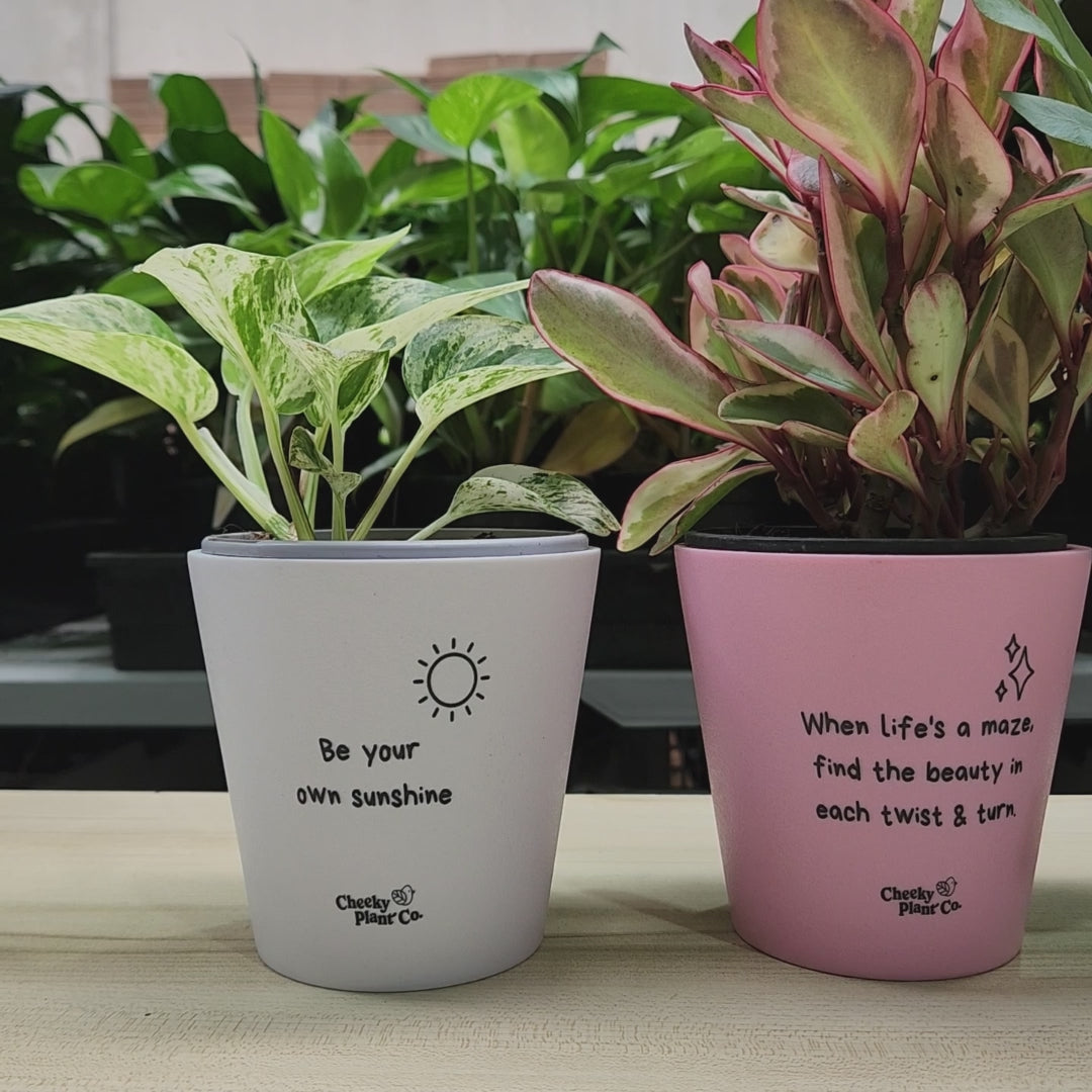 Trio Pack - Positive | Cute Plant Pots – Cheeky Plant Co.