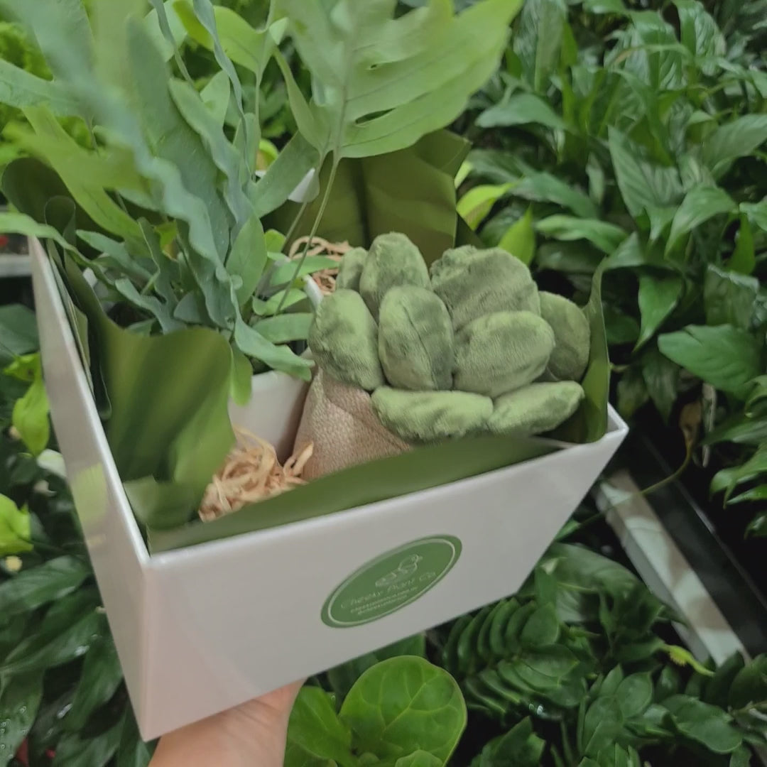 Potted Plant and Plant Plushie Gift - 120mm - Sydney Same Day Delivery ...