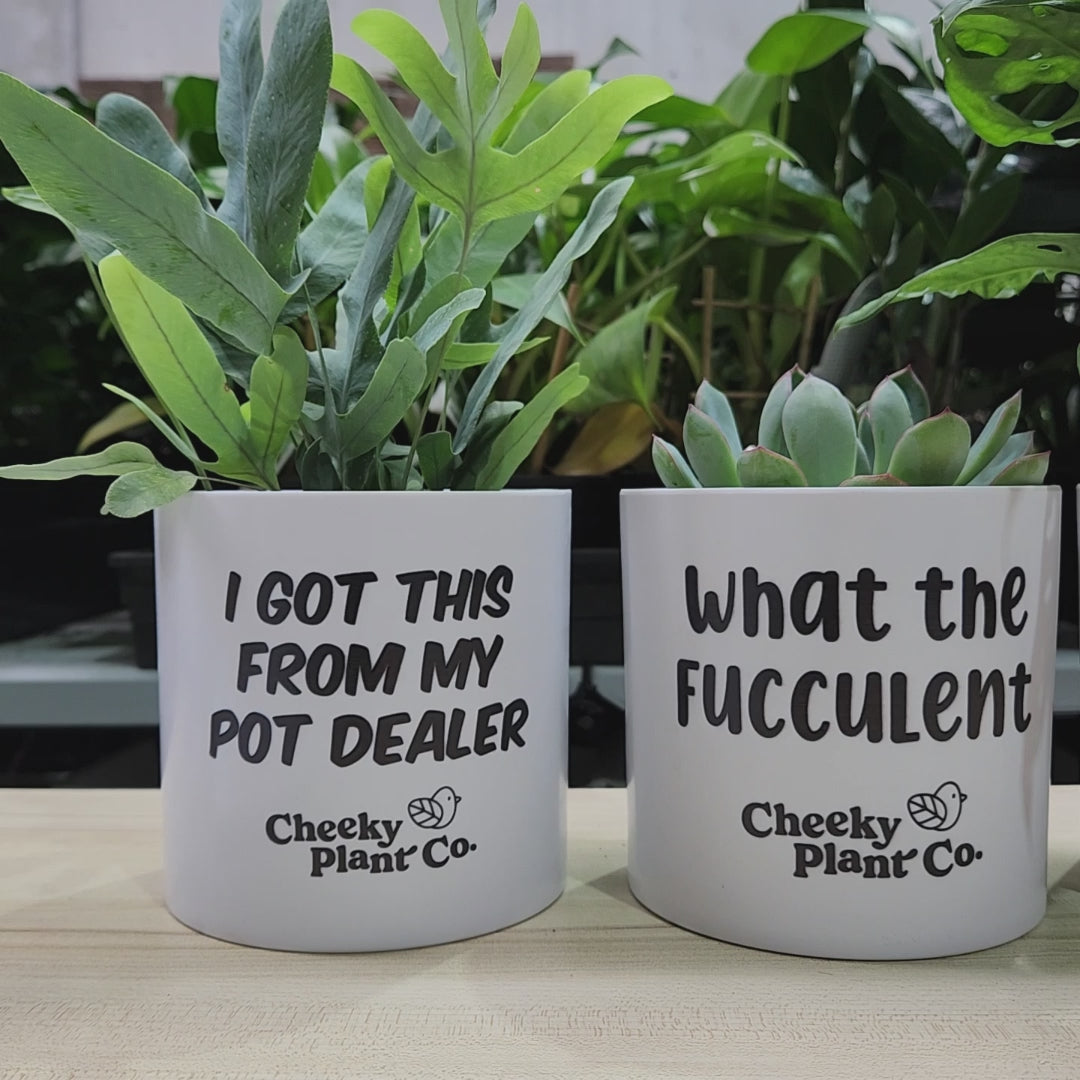 Funny Plant Pots Trio | Cheeky & Quirky Planters – Cheeky Plant Co.