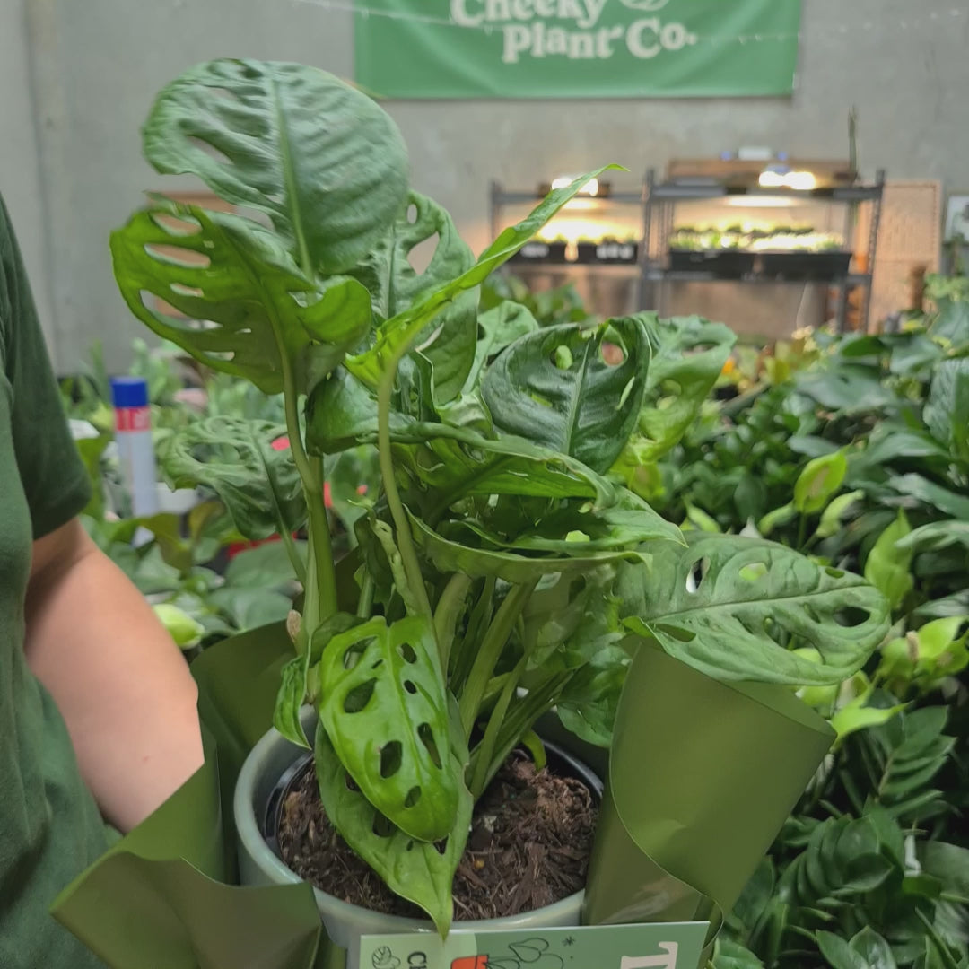 Assorted Plant Gift in 150mm Pot | Same Day Delivery Sydney | Plants ...