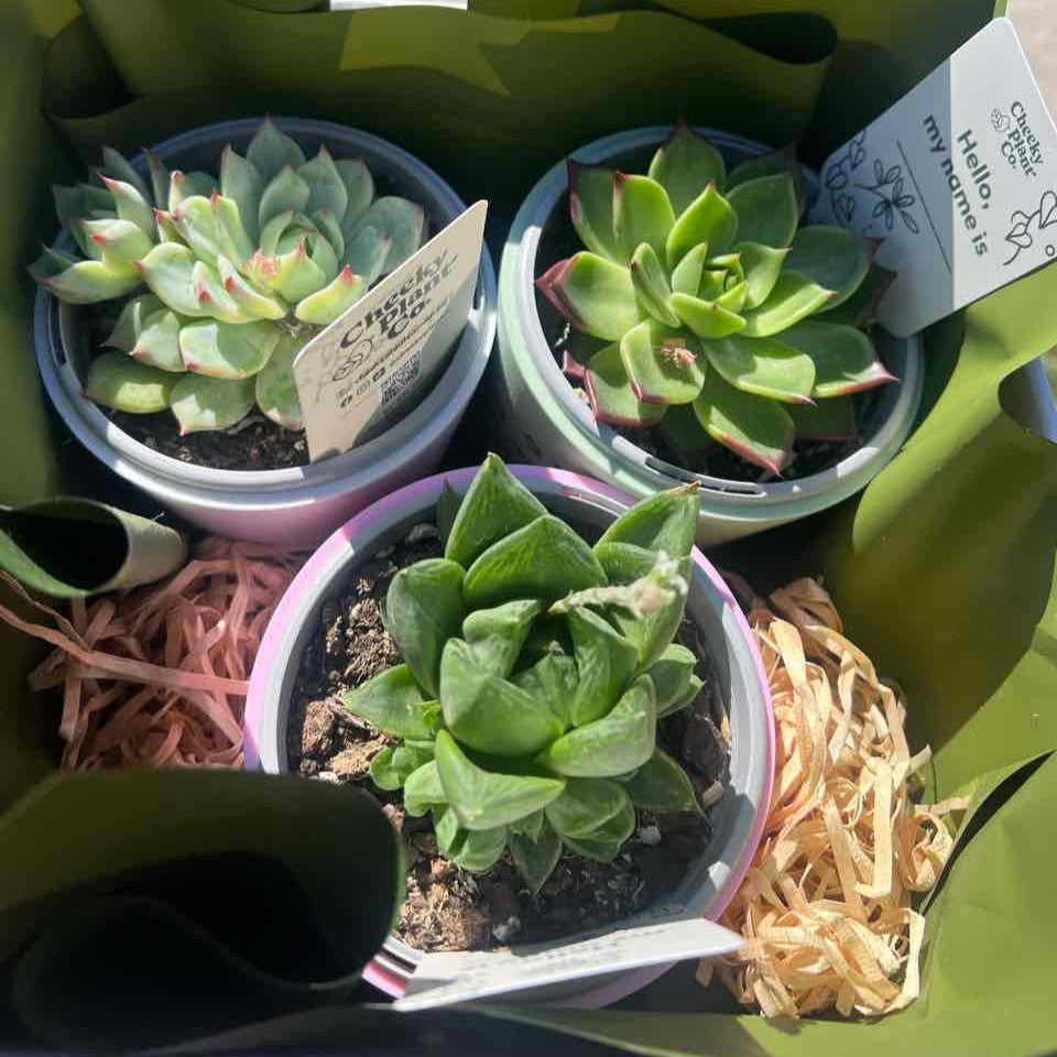Trio Succulents in Positive Pots | Same Day Delivery Sydney – Cheeky ...