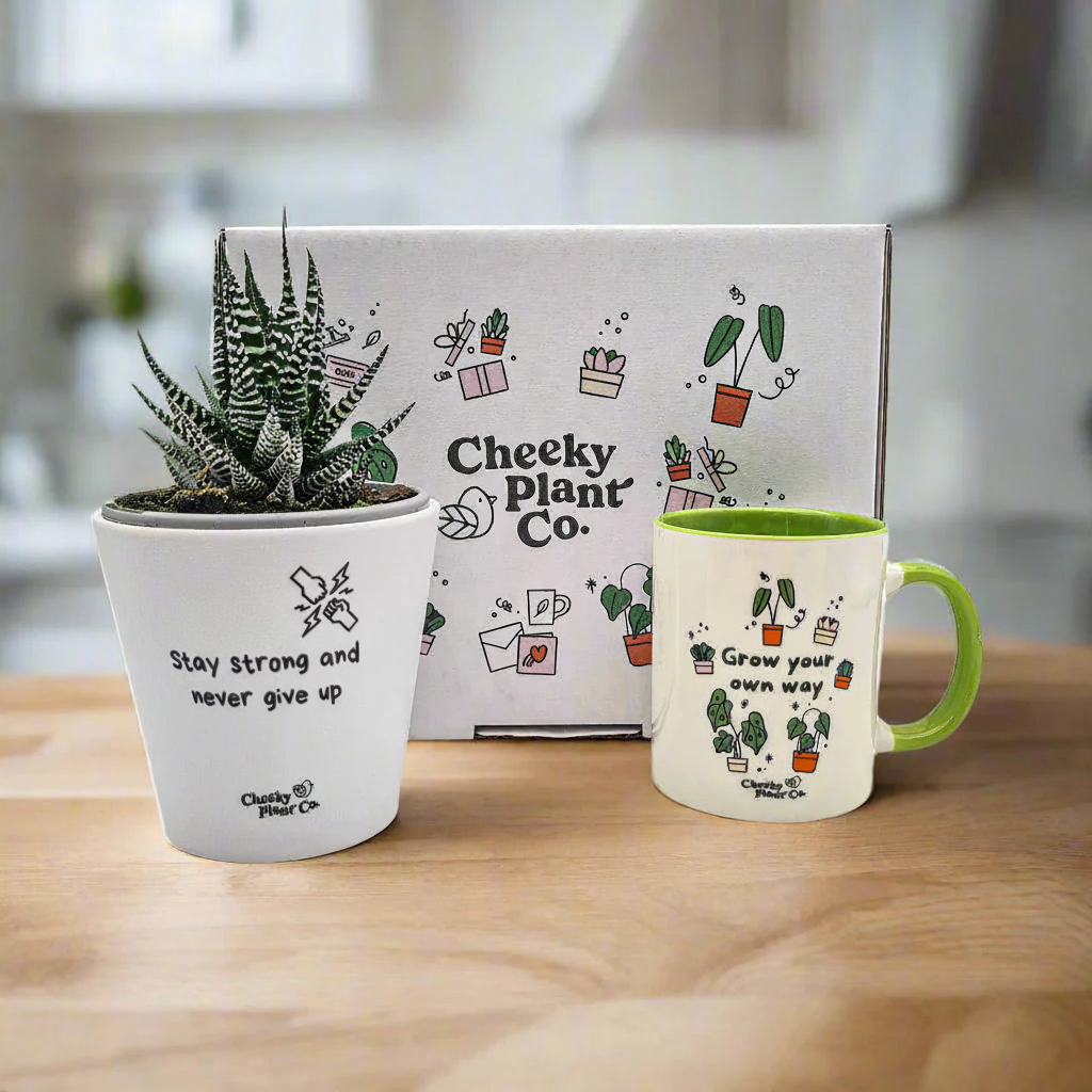 Positive Motivation Hamper - Succulent Gift | Plant Gift Hamper ...
